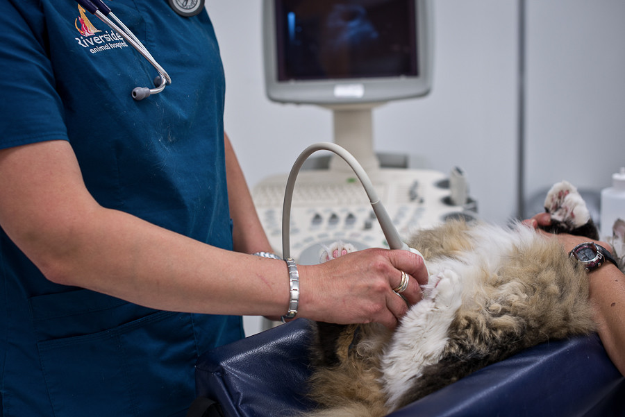 Internal Medicine - Riverside Animal Hospital